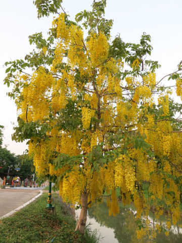 Golden Shower Tree (cassia fistula) – Real Tropicals