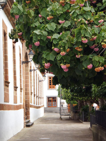Giant Pink Ball Tree (dombeya wallichii) – Real Tropicals