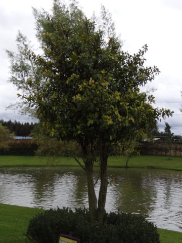 Ficus Trees – Real Tropicals