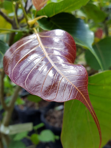Ficus Trees – Real Tropicals
