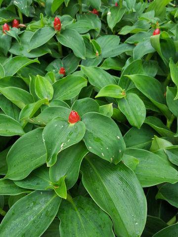 Lg. Hawiian Lolipop Ginger Plant (costus sp) – Real Tropicals