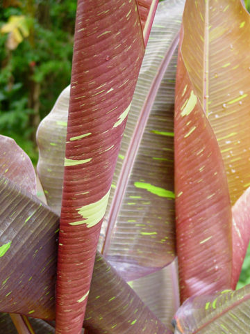 Siam Ruby Banana Tree (musa sp) – Real Tropicals
