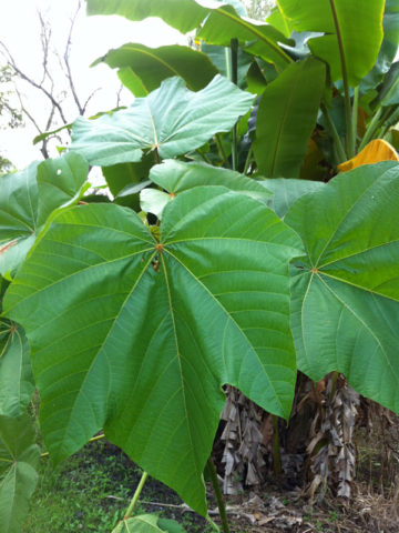 Balsa Wood Tree (ochroma pyramidale) – Real Tropicals