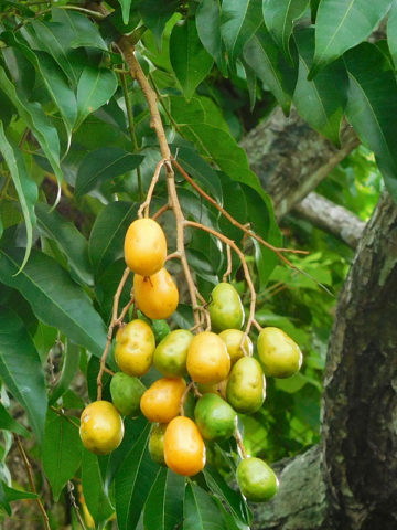 Wild Mango Pulicha Kaai Amate Tree (spondias pinnata) – Real Tropicals